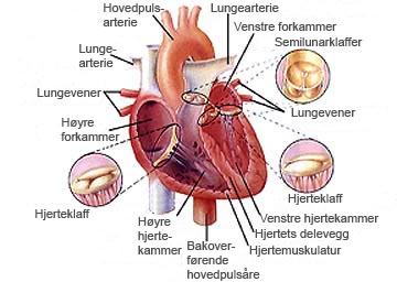 Hjertefeil - Ikke uvanlig lidelse hos hest